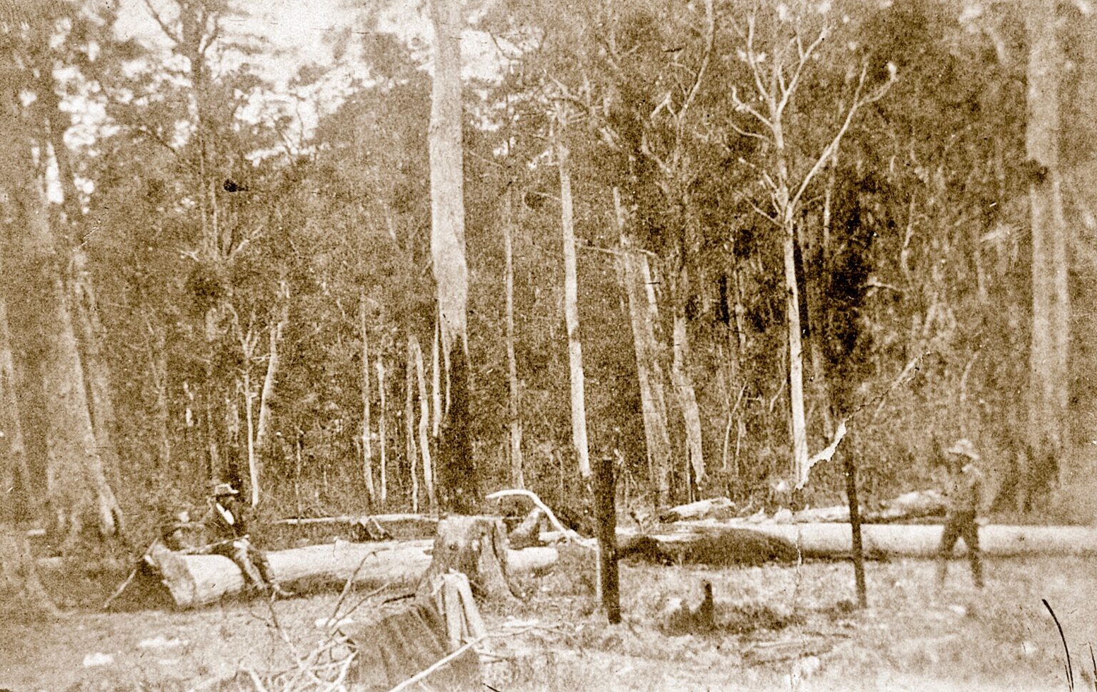 Black Snake: The Real Story of Ned Kelly – Ned Kelly The True Story